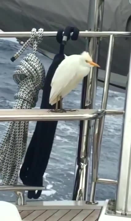 Careless bird - Coub