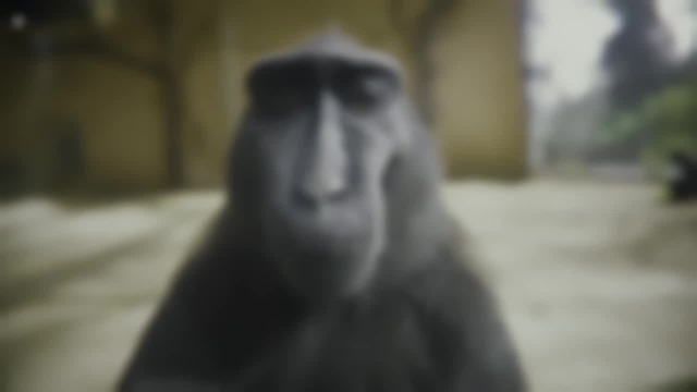4K MONKEY - Coub