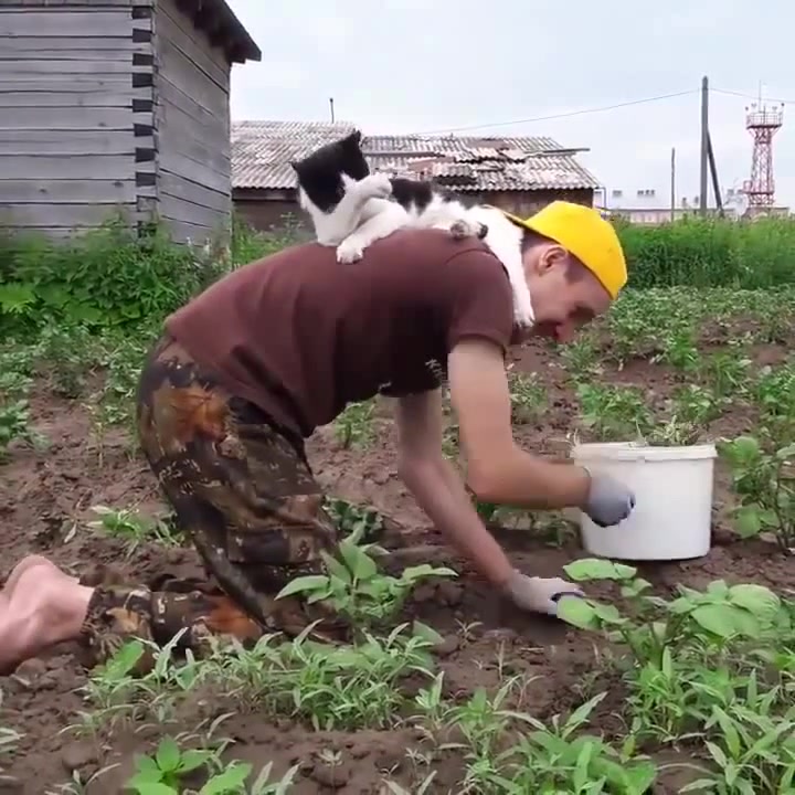 when he calls me kitten - Coub