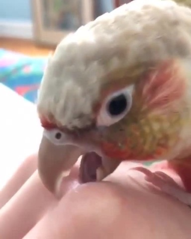 Kakyoin's parrot - Coub