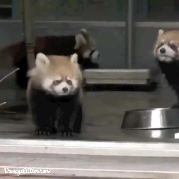 When Red Pandas Scream 😂😂 IB: @edgar_dace #cowboyscreamsworkonanything ...
