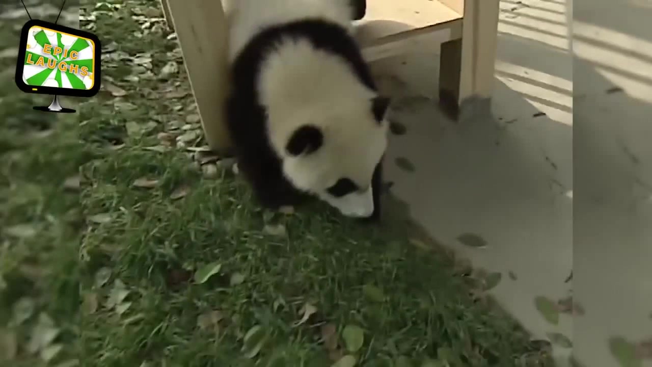 Thunder-Panda - Coub