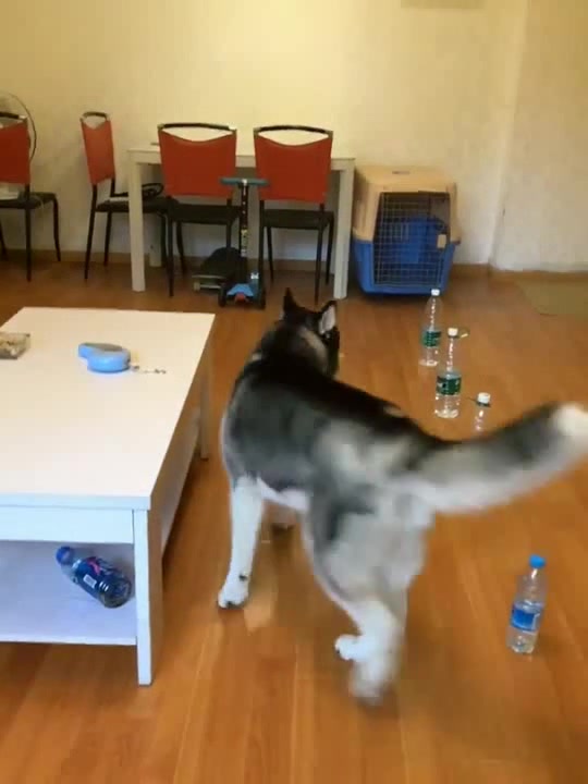 Is this Husky? haha... - Coub