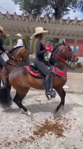 horse shuffle - Coub