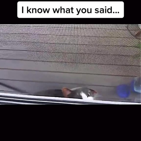 hard-knock life - Coub