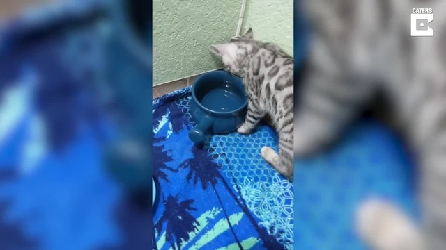 Stroppy Kitten Shouts At Water Bowl - Coub