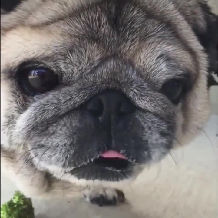 Pug Eats Some Broccoli - Coub