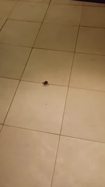 Big Wolf Spider Squashed then Babies Crawl Out - Coub
