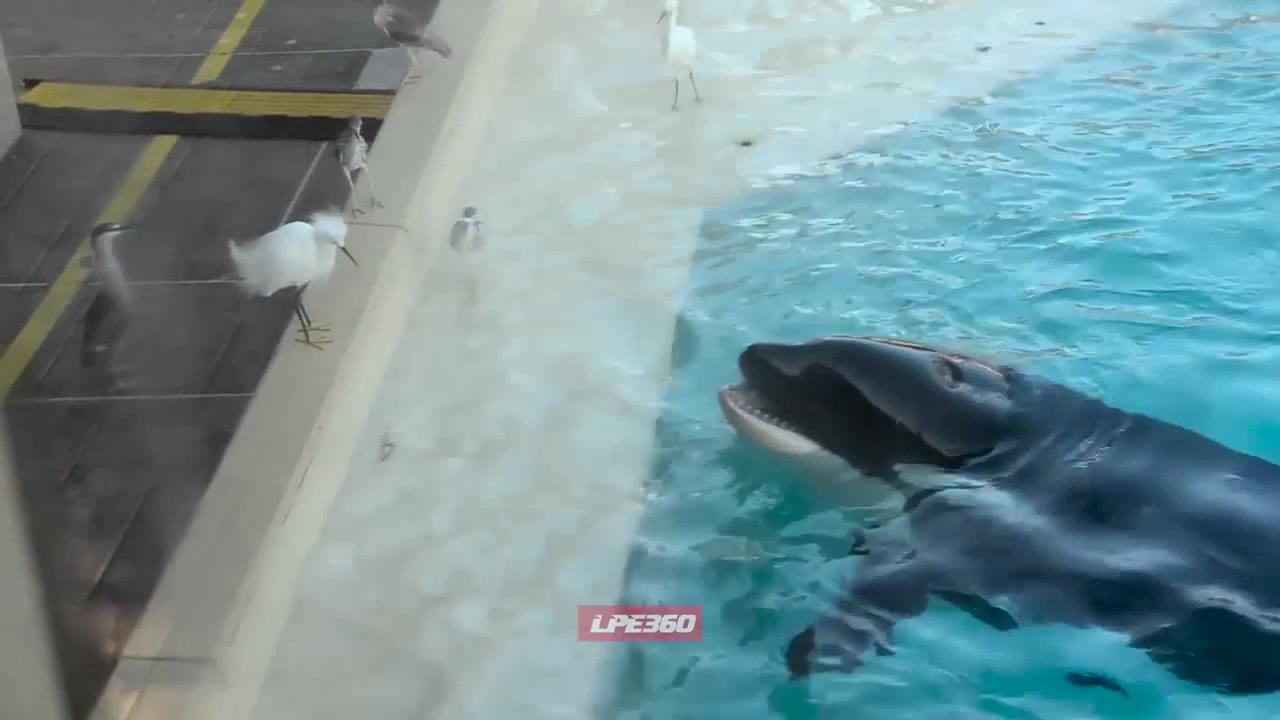 Orca Uses Bait To Hunt and Eat Bird - Coub