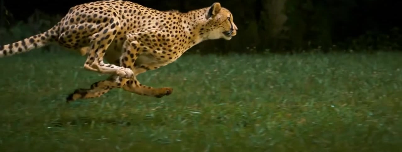 Flying cheetah - Coub
