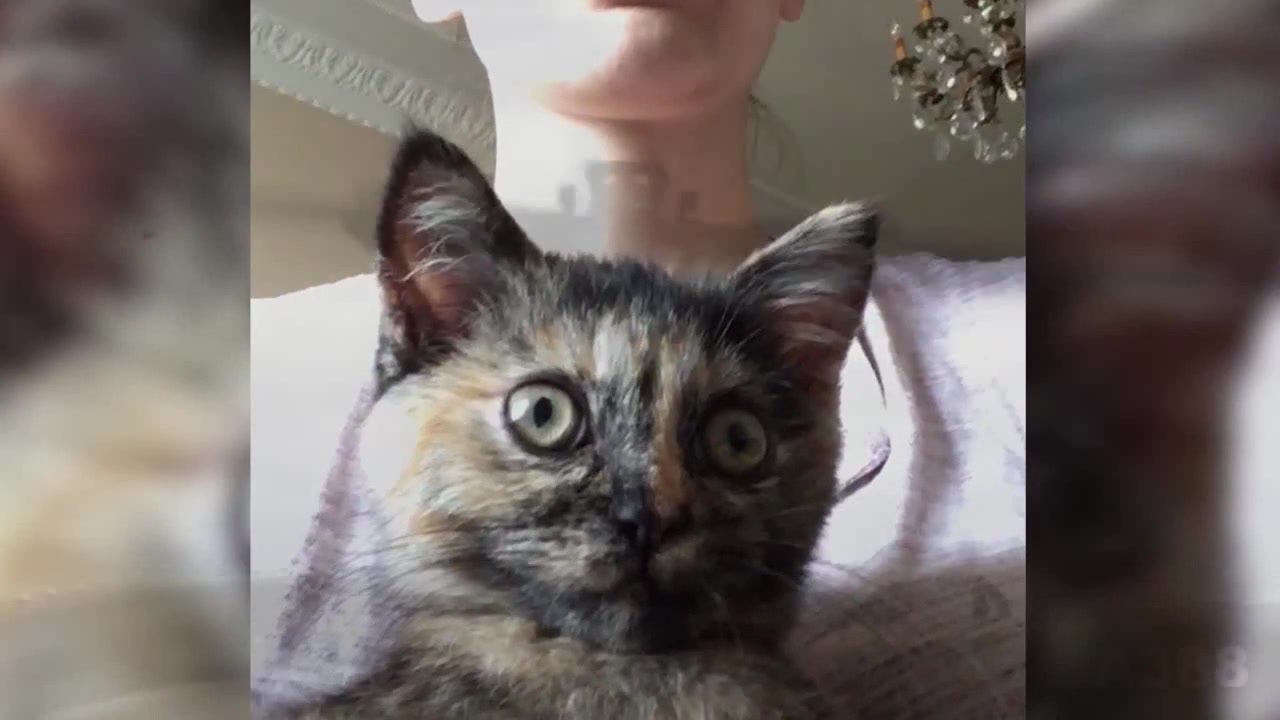 Cat flashback - Coub