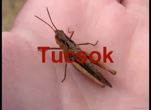 Fekete Páko tucsok - Coub