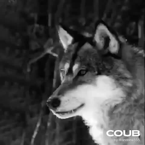 Wolves v2 - Coub