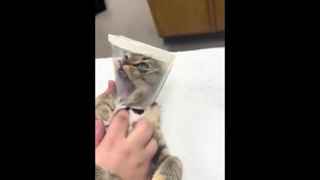 FUNNY CATS MEMES COMPILATION OF 2023 V33 - Coub