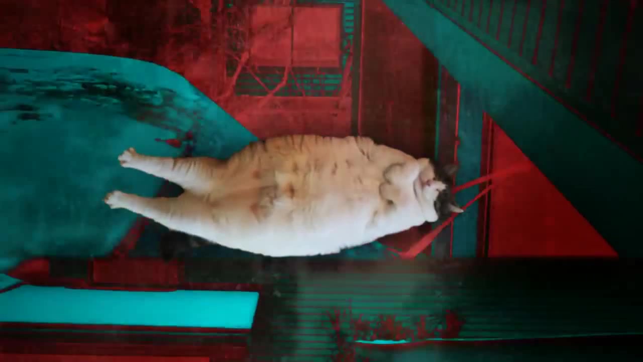 Stranger Cats - Coub