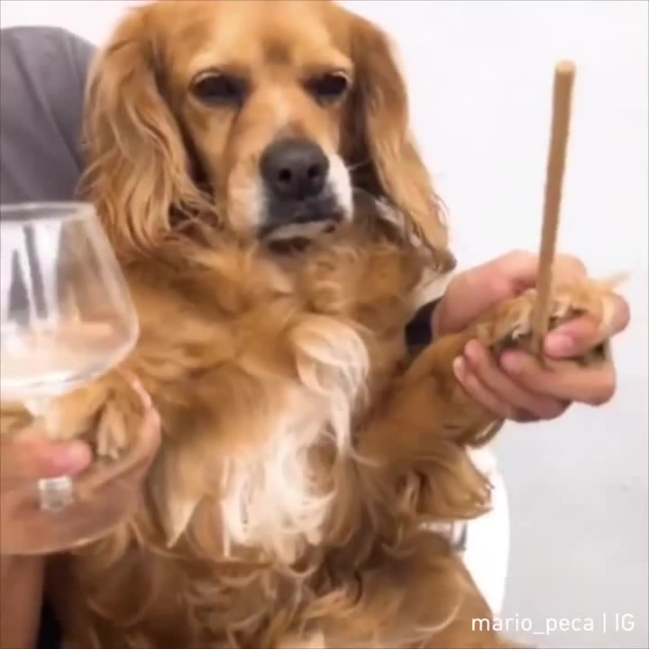 Stand by Me - Doggo version - Coub