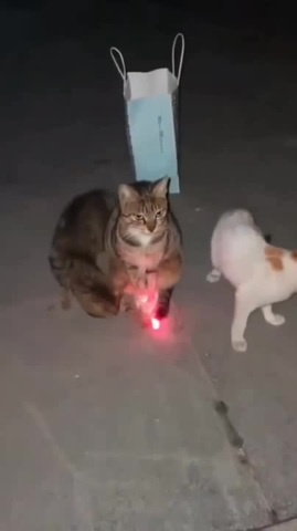 Everyday normal cat - Coub