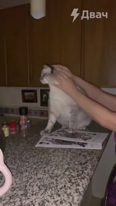 Demon kitty sounds - Coub