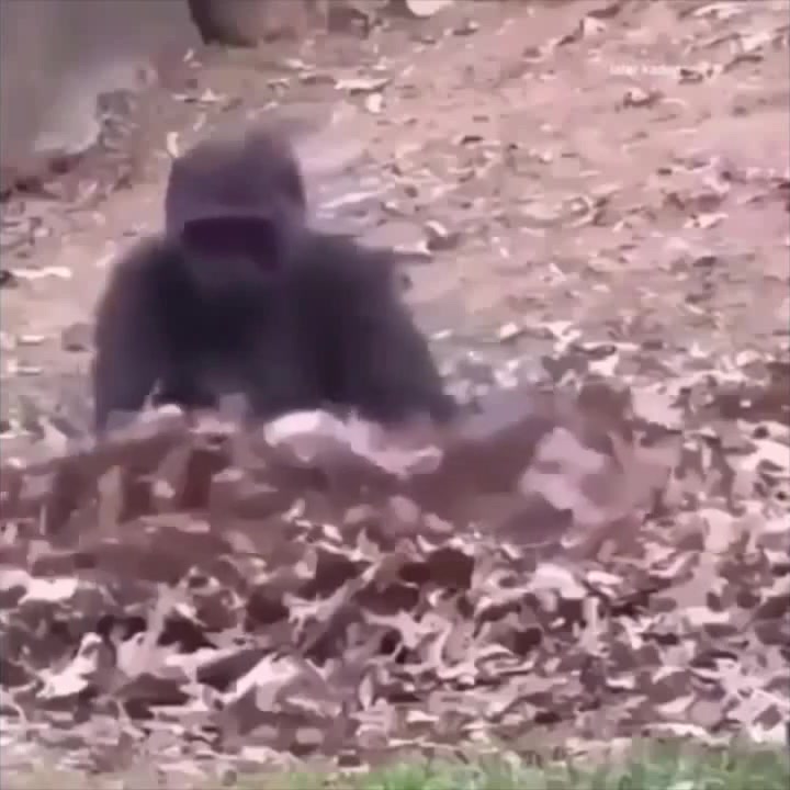 Dank Memes Compilation V9 - Coub