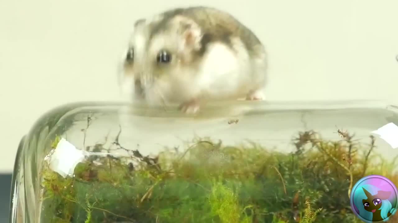 ЭТО опять не СЛИВКИ ШОУ ||RYTP\\=-_ - Coub