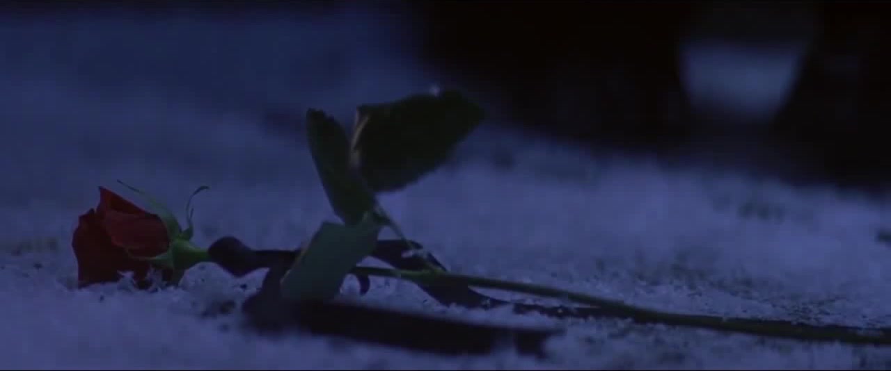 Red Rose -my love for you - Coub