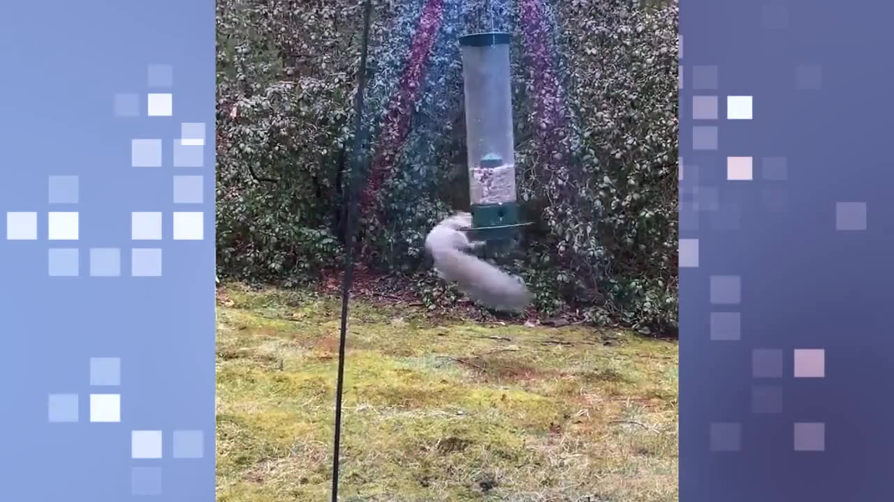 Squirrel Disco - Coub