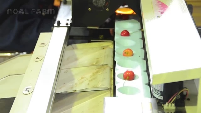 World's Most Expensive Cherry - Coub