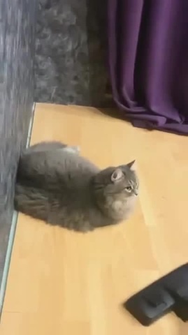 Scary dream of a cat - Coub