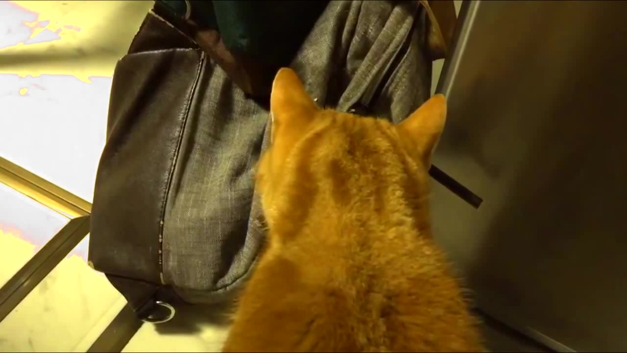 Cats stealing new Dedicated thieves coub - Coub