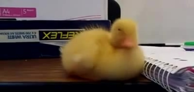 Sleepy Duck - Coub