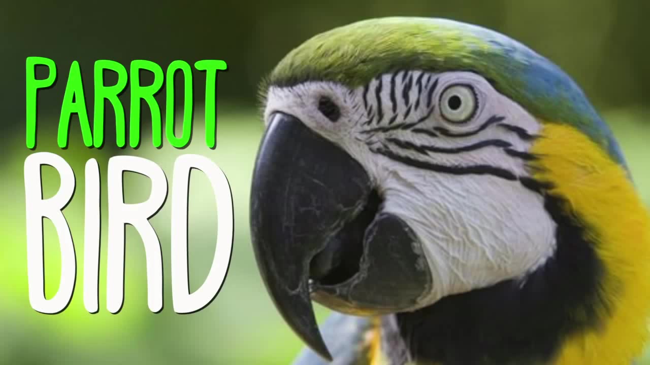 Parrots or ibis? - Coub