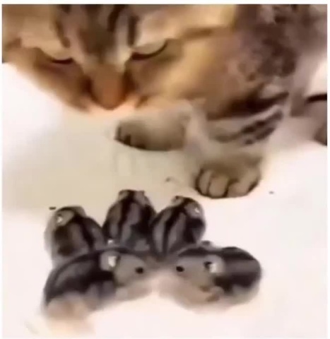 London Bridge is Falling Down, ёпта! - Coub