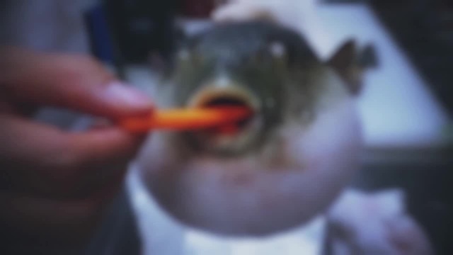 𝚙𝚞𝚏𝚏𝚎𝚛 𝚏𝚒𝚜𝚑 - Coub