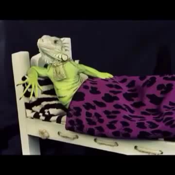 A couple pictures of lizards - Coub