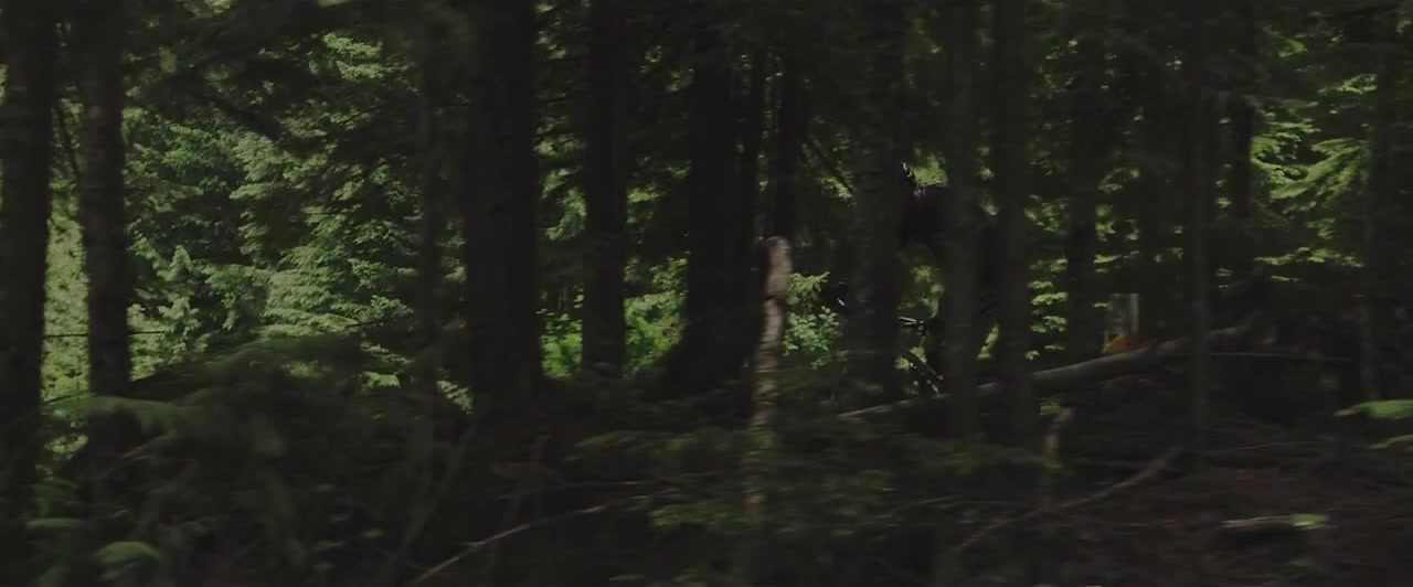 Running Through the Pines - Coub