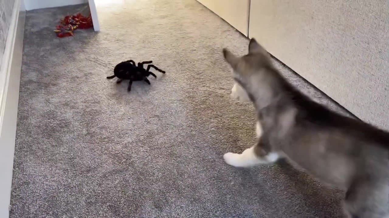 Husky Puppy Funny Reactions To Electric Spider!! [SHE HOWLS!!] [WITH ...