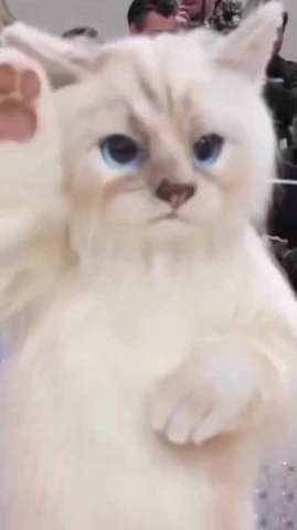 OMG... BIG CAT! - Coub