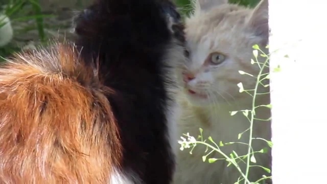 Creepy fighting cats. | Жуткие боевые коты. - Coub