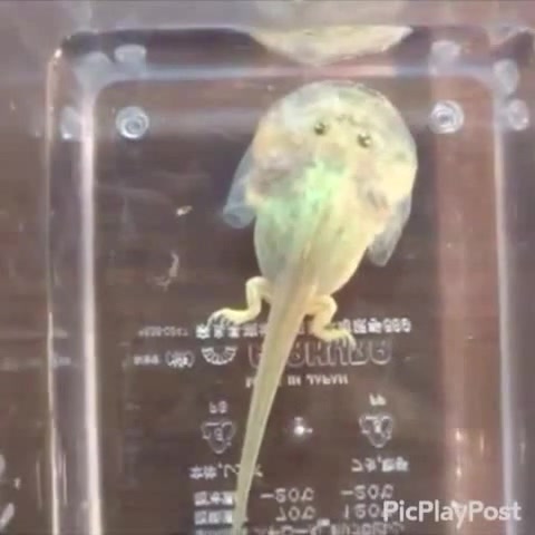 A Pepe Meme Froge Tadpole. #baby #dank #pepe #meme #dankmeme #tadpole # ...