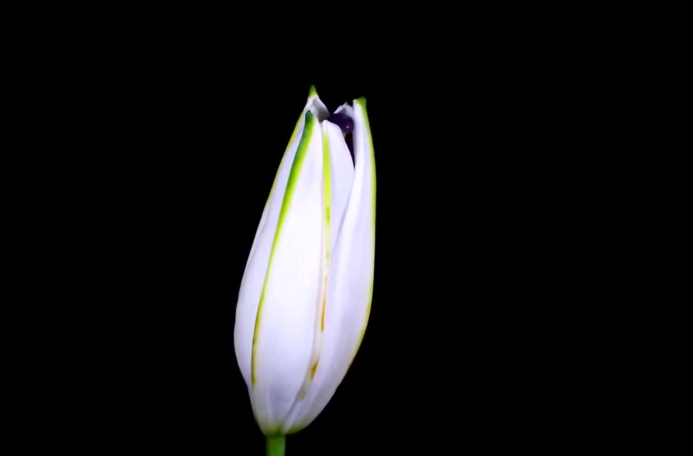 Flowers opening timelapse - Coub