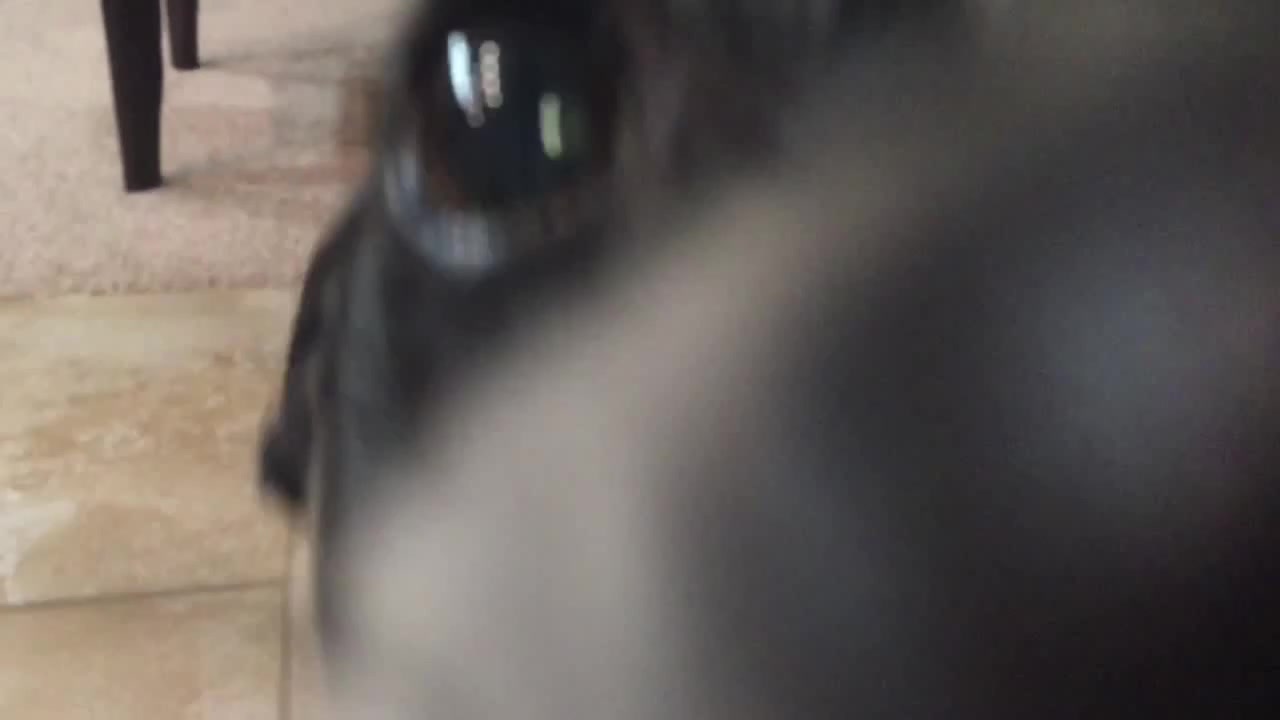 My Smiling Dog, Charlie - Coub