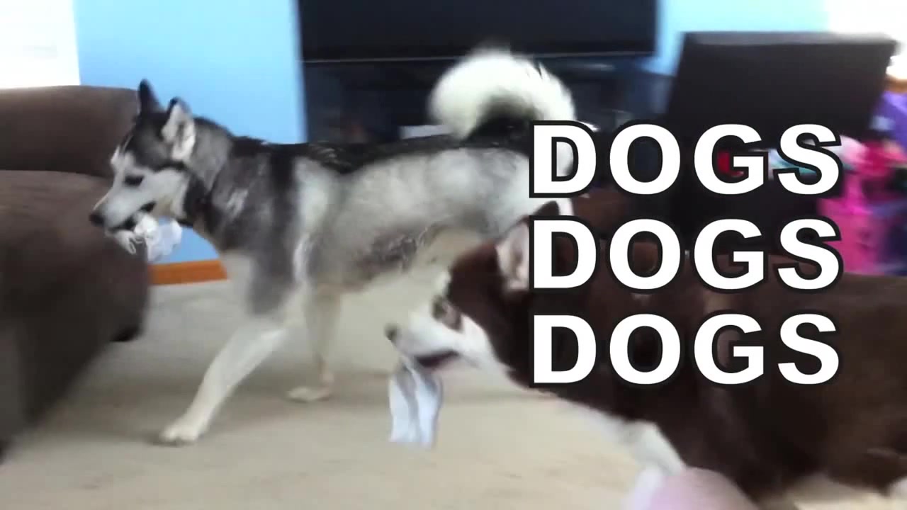 dogs dogs dogs socks socks socks - Coub