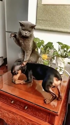 Viral Dog and Cat - Coub