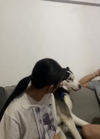 Funny animals - Funny cats / dogs - Funny animal videos 293 - Coub