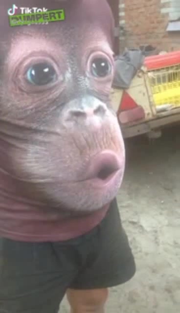 Monkey Breath - Coub