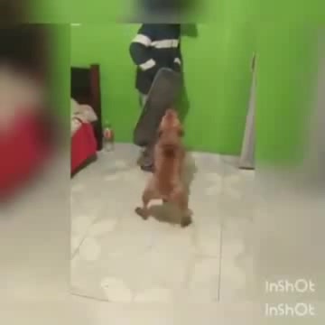 DS Sif parody - Coub