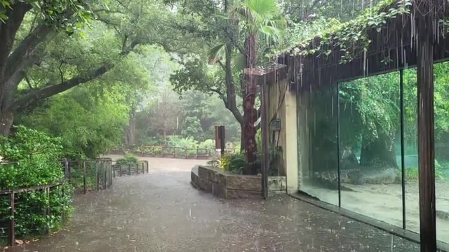 Heavy rain at the zoo - Coub