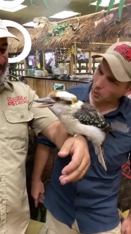 kookaburra bird - Coub