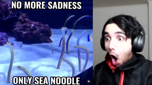 weebs be like part #2 - Coub
