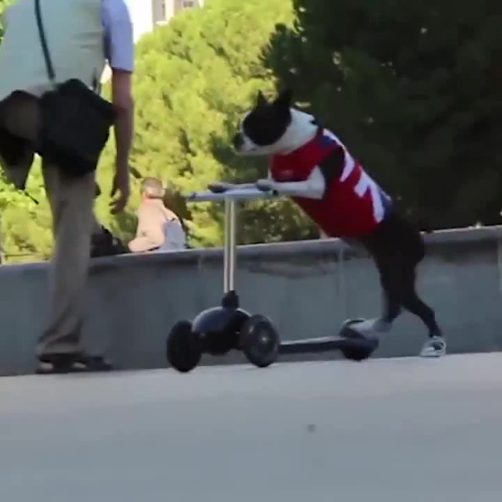 Doggo does a scooter - Coub